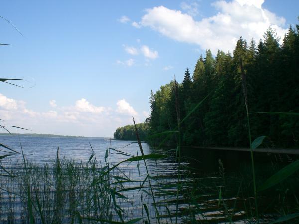 Krasota