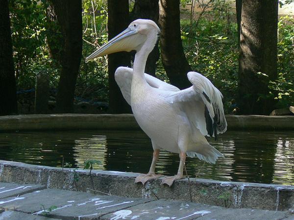 Gradina Zoologica - Bârlad
