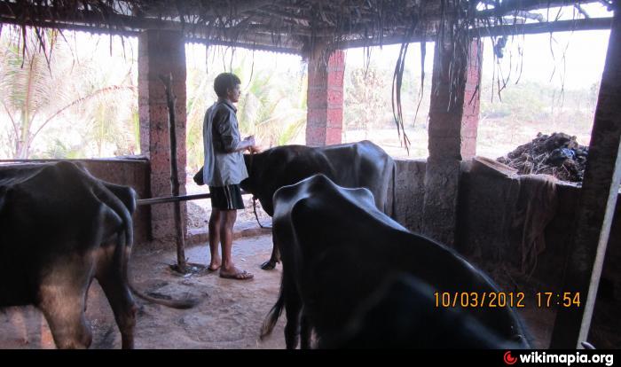 Pranit Sawant CowShed Pranit Sawant CowShed