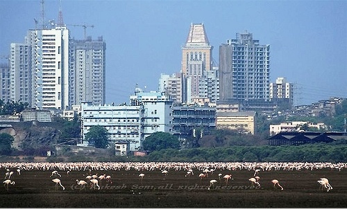 Mahim - Mumbai