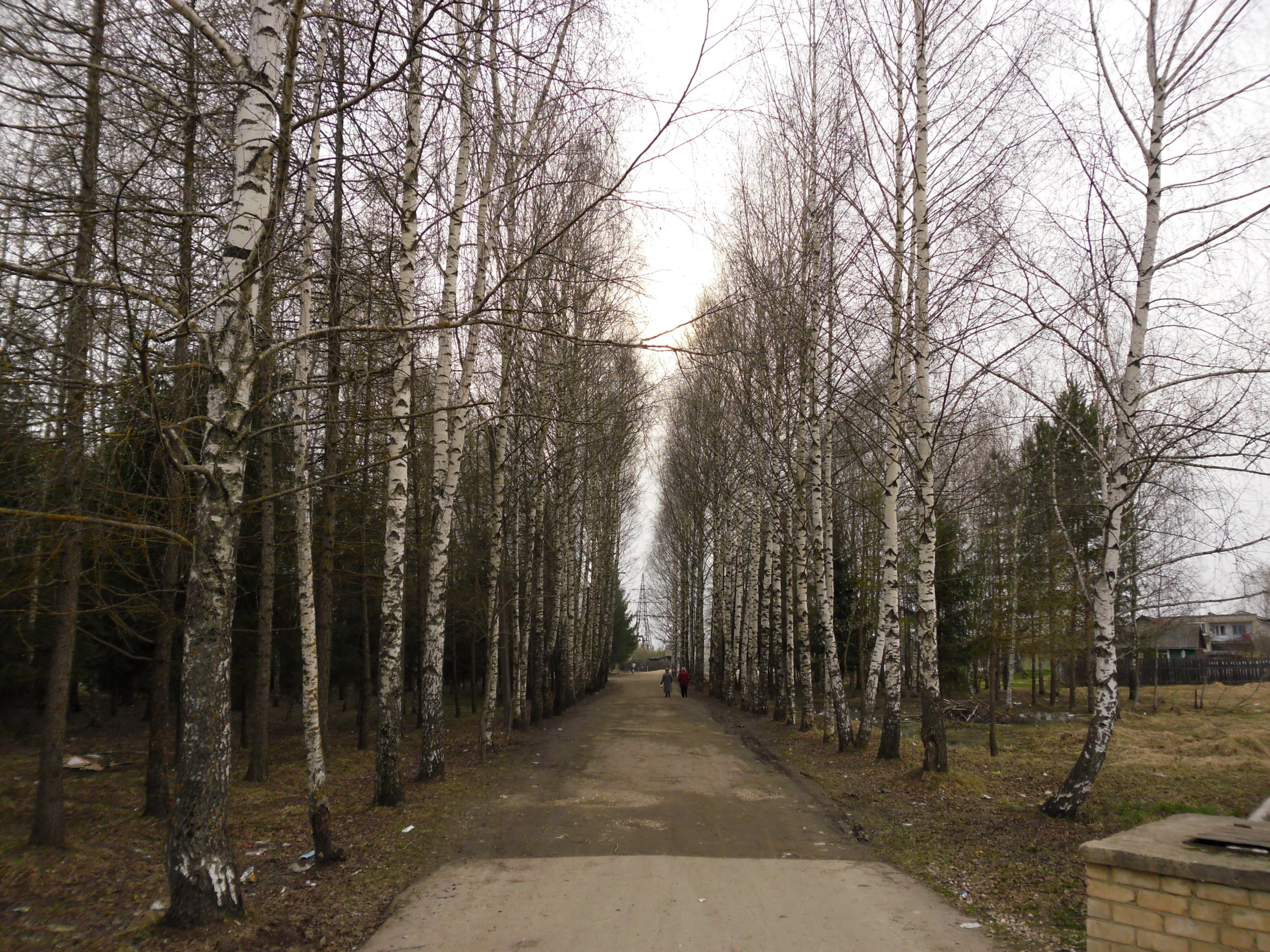 Birch grove - Zubtsov