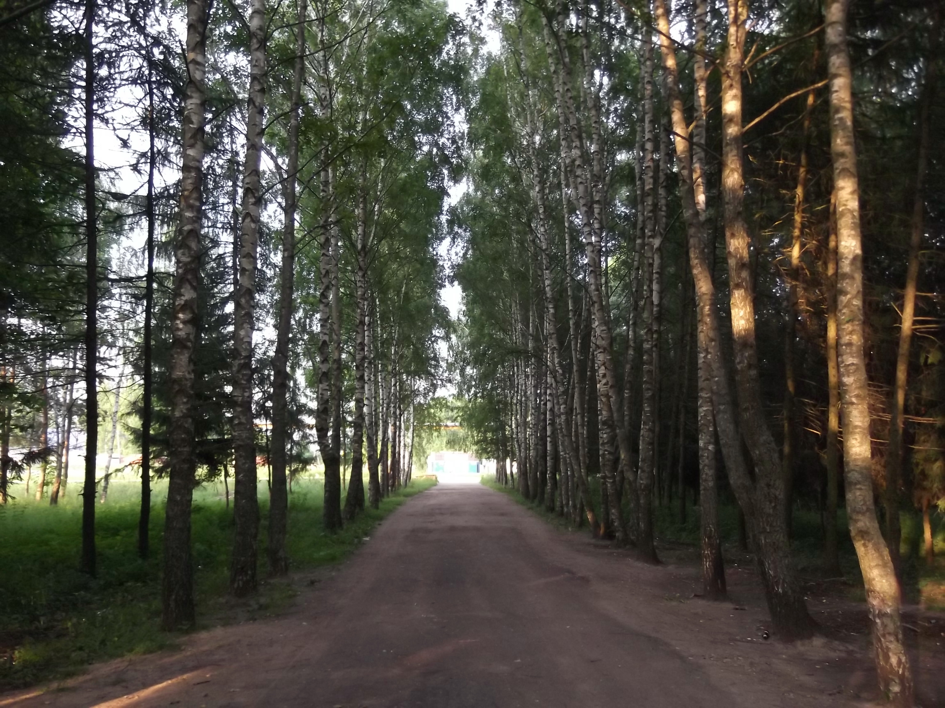 Birch grove - Zubtsov