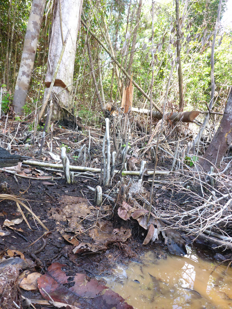 Swamp