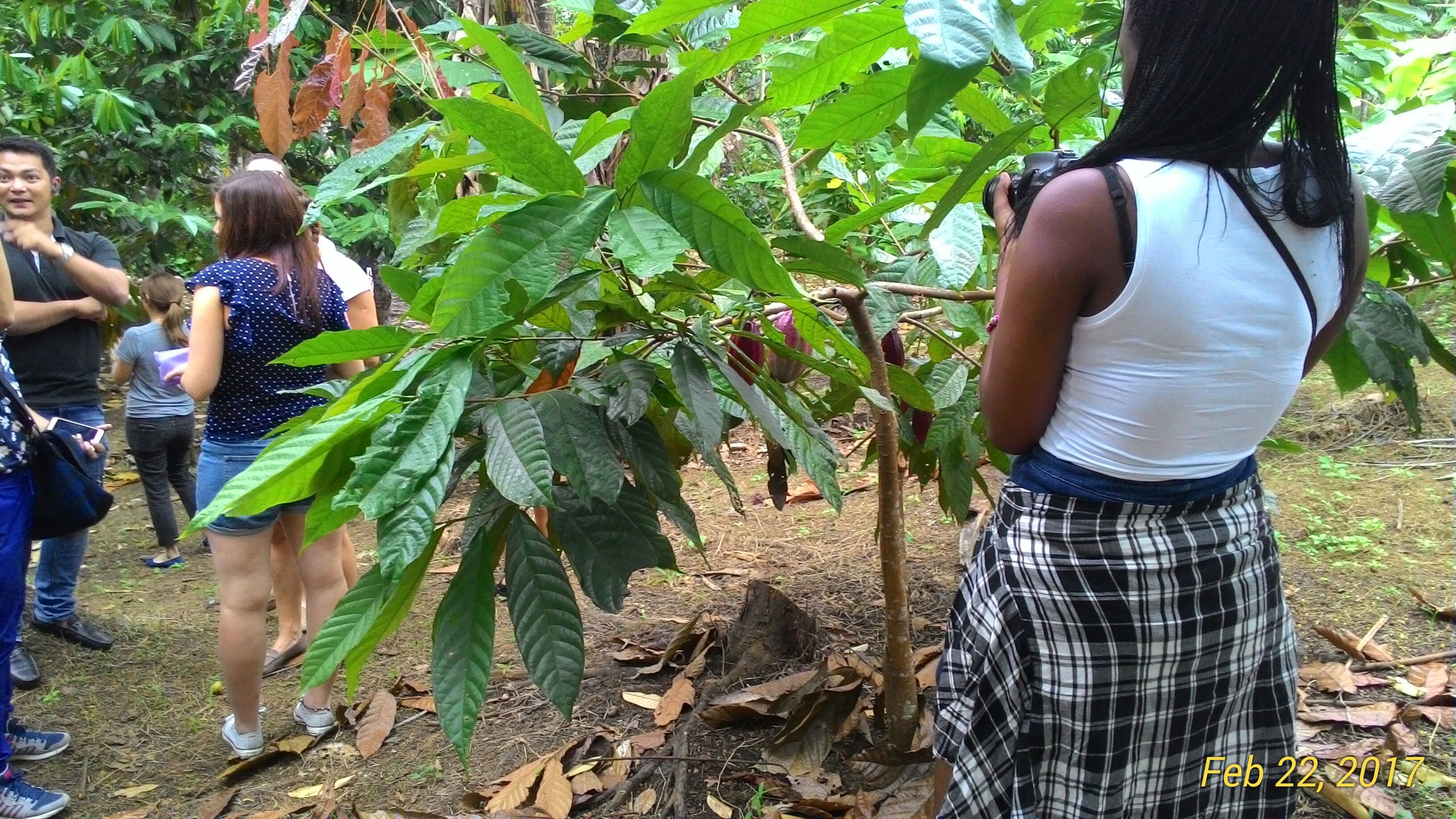 Cocoa Farm Silang