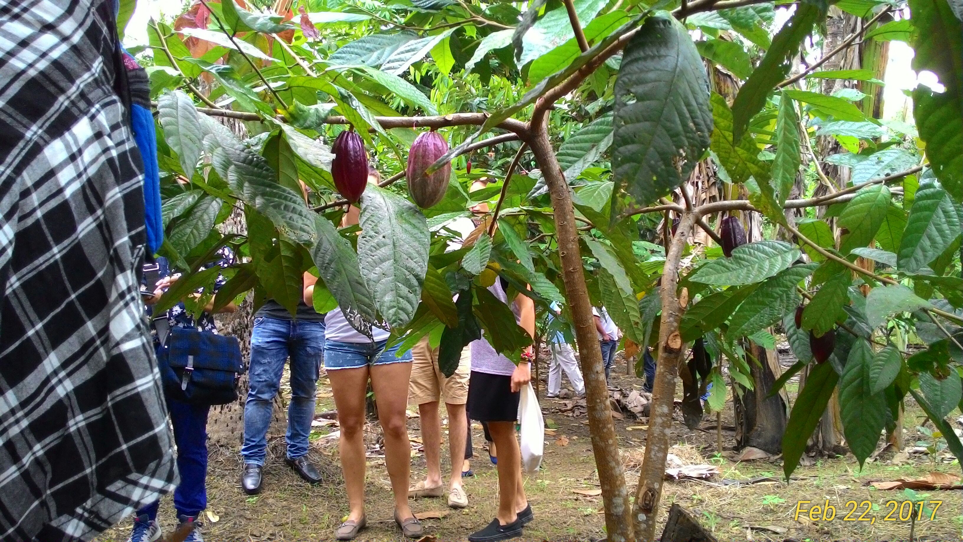 Cocoa Farm Silang