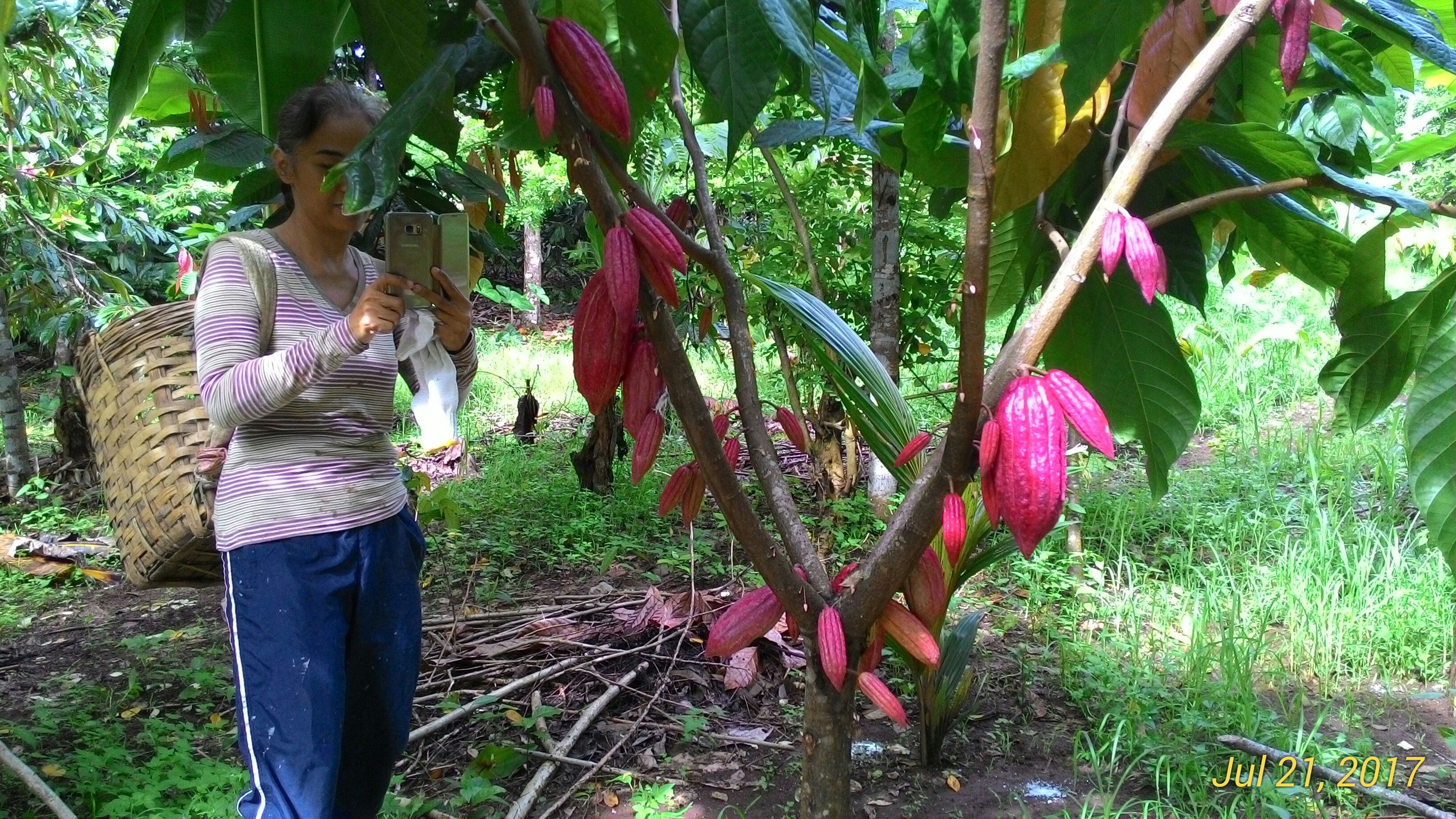 Cocoa Farm Silang