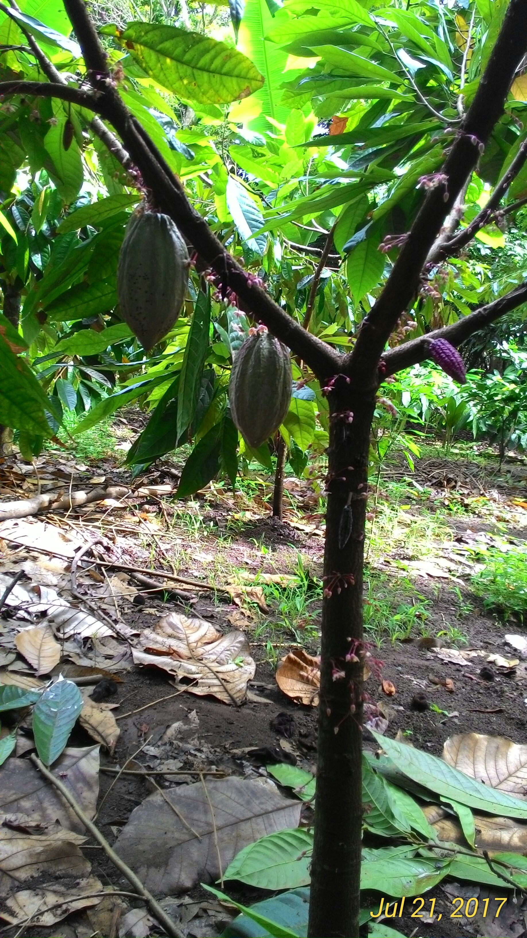 Cocoa Farm Silang