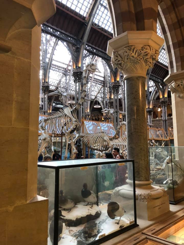 Oxford University Museum of Natural History - Oxford