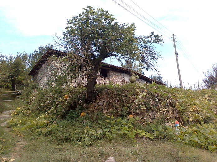 Paril