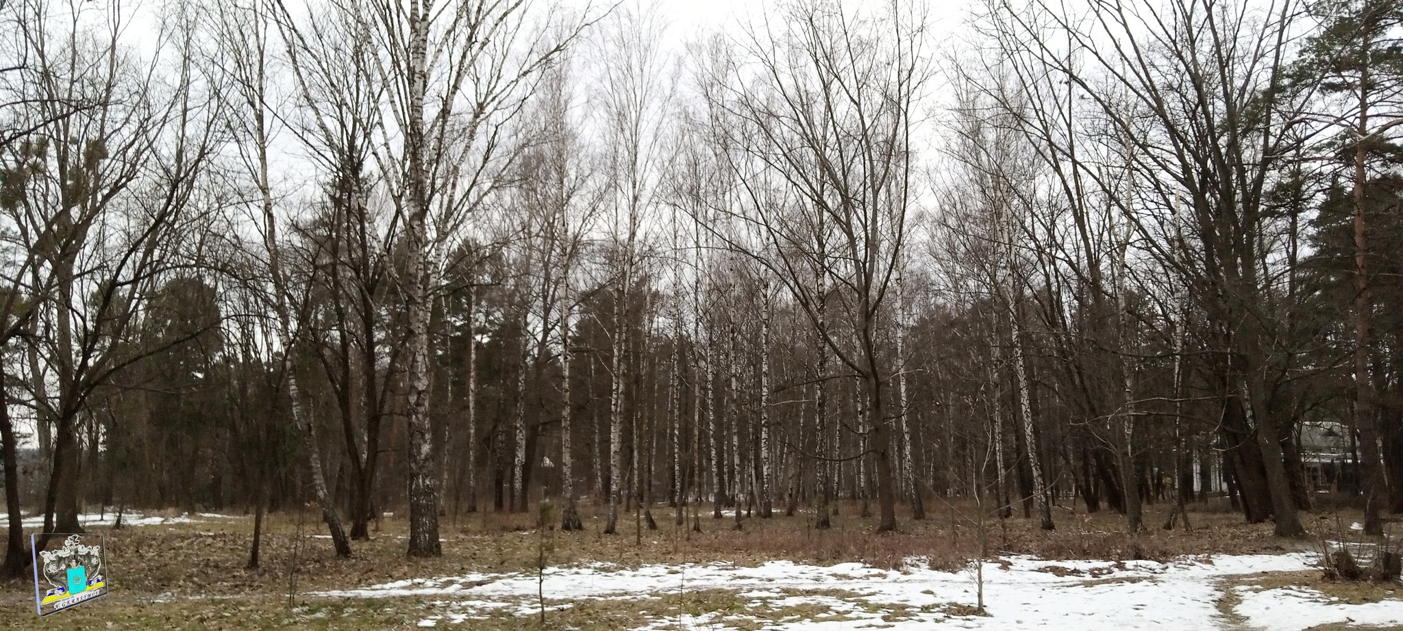 Birch grove - Zhytomyr