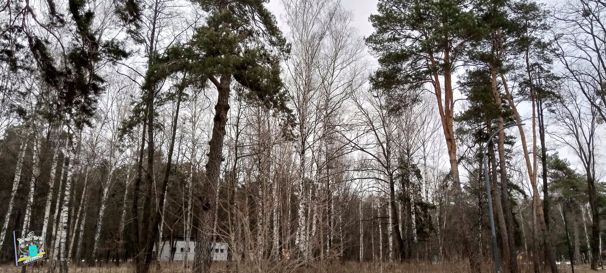 Birch grove - Zhytomyr