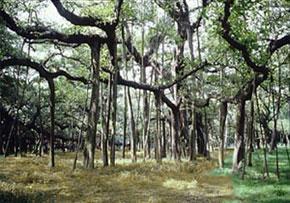 Big Banyan Tree ( Dod Aladamara )