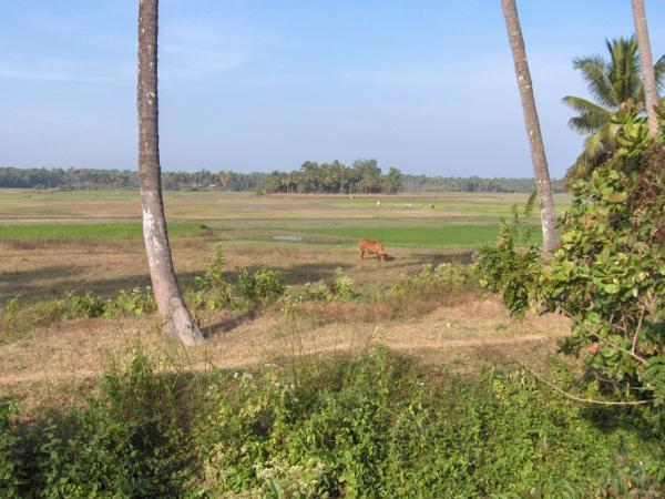 Chamakunnu-Vellangallur