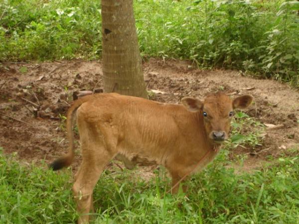 Chamakunnu-Vellangallur