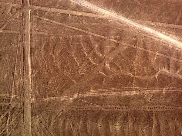 Nazca Vulture