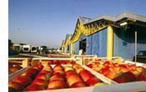 New Spitalfields Market - London