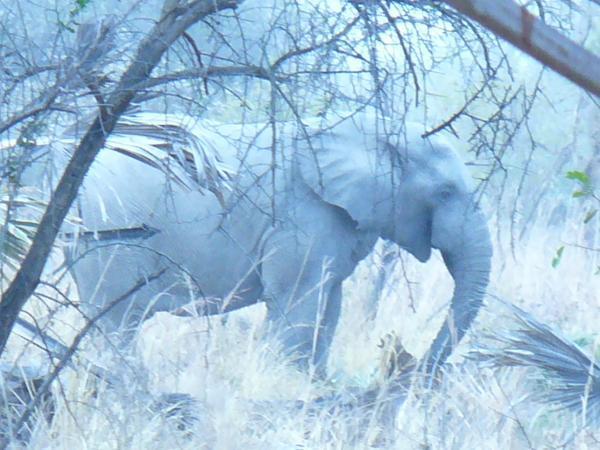 Parc national de la Pendjari