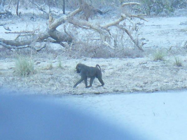 Parc national de la Pendjari