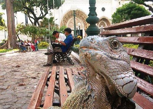 Parque Seminario - Guayaquil