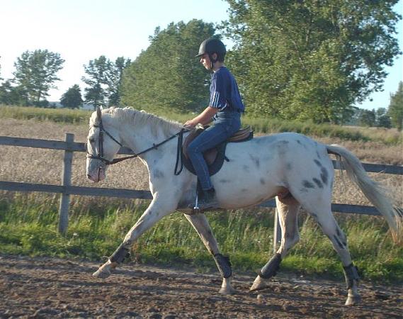 Gestud "ARGO" Tiger, Schecke Sportponys und Pferde - Ładzin | stud farm ...