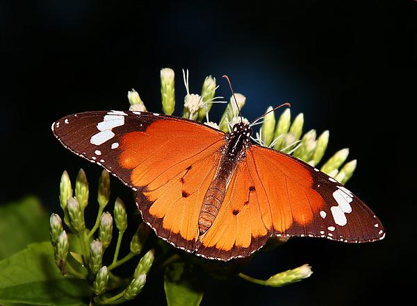 Thulasihleka Pan Bird Sanctuary (Insects2) - Richards Bay | birds ...