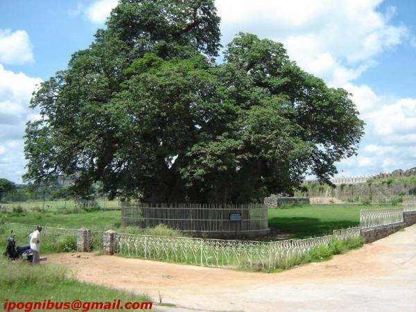 The Elephant Tree - Hyderabad