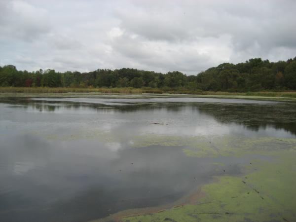 Alder Pond - Akron, Ohio