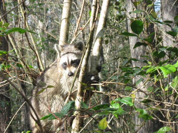 Corkscrew Swamp Audubon Sanctuary