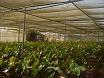 Anthurium Farm
