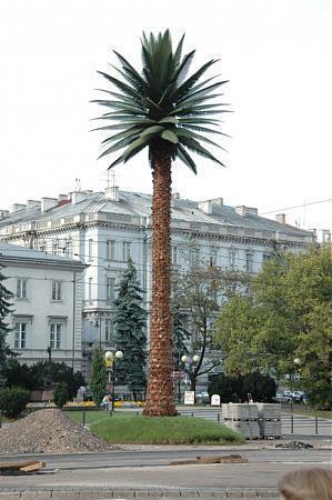 Palm - Warsaw