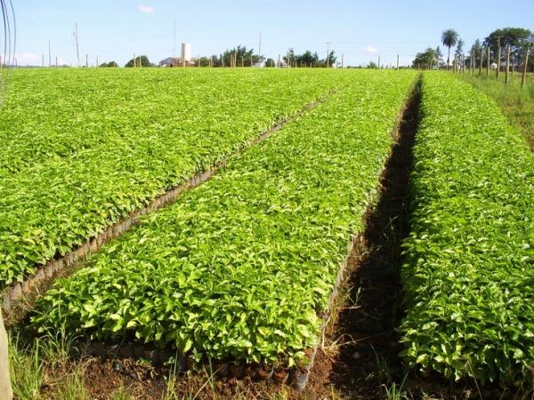 Viveiro Sacoman - Unaí | viveiro de plantas