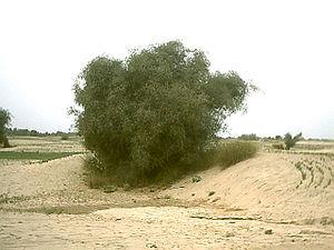 Mankera City - Mankera Qila Fortification