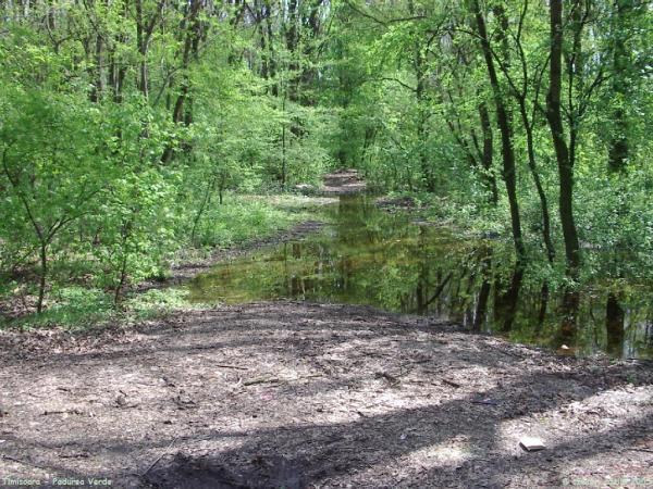 Padurea Verde - Timişoara