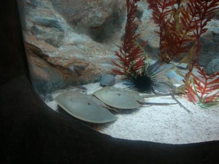 Underwater World and Dolphin Lagoon /Fish Reflexology, Siloso Point ...