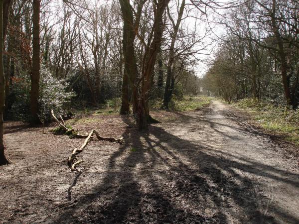 Sheen Common (NT)