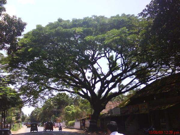 the one&only remaining our '' CHEENI MARAM