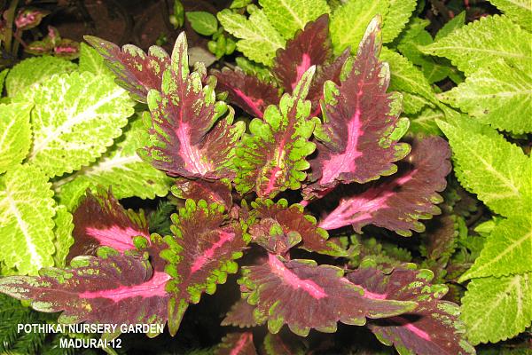 POTHIKAI NURSERY GARDEN