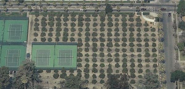 Centennial Orange Grove - Redlands, California