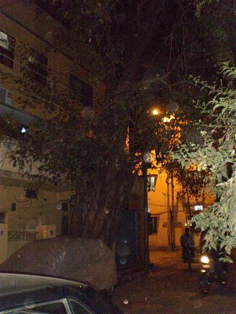 Holy Peepal tree (raavi chettu) - Hyderabad