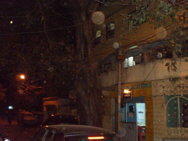 Holy Peepal tree (raavi chettu) - Hyderabad