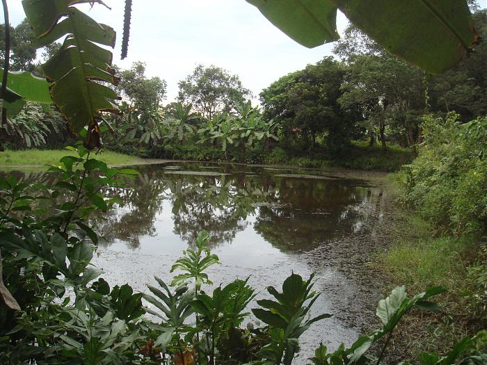 Kolam Ikan Padang Ragut Lambor Kanan