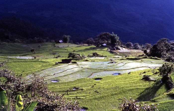 Appreciating the fertility of the Ukhrul Hills
