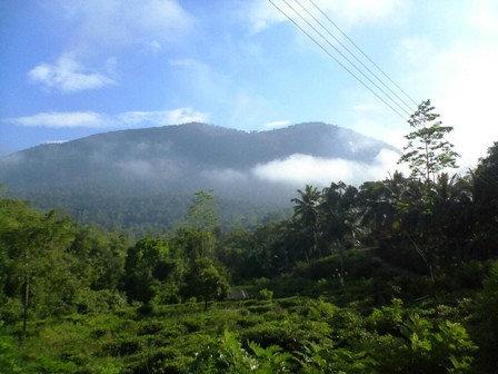 Kottawa & Kombala forest reserve