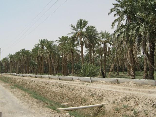 Date Farms