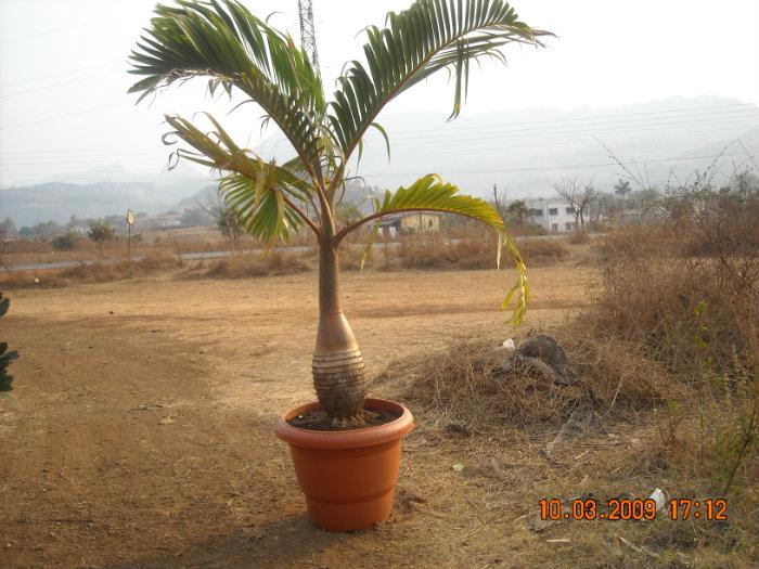 Vangani — Overview