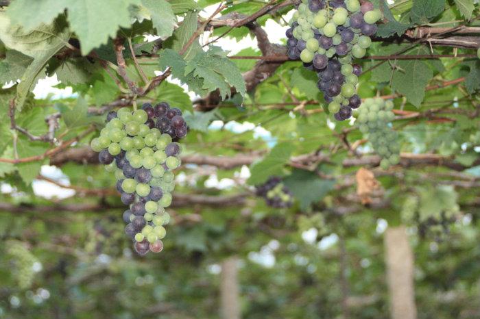 Grape plantation - on the way suruli