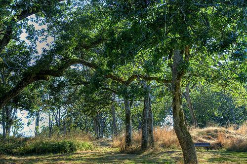 Playfair Park - Victoria