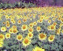 Patharwadi - JungleKey.in Image