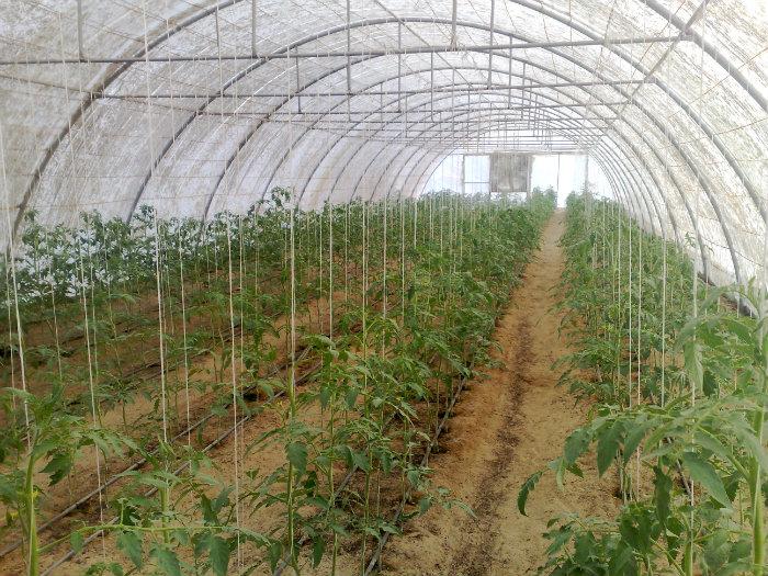 مزرعة البدرة - Wafra Farms