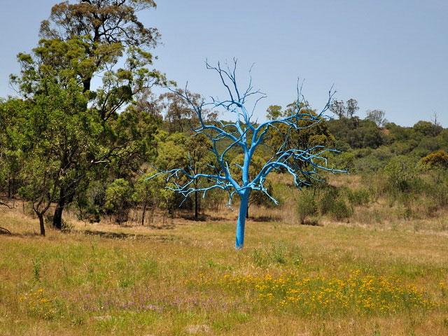 Blue tree at Mount Annan Botanic Gardens - Greater Western Sydney